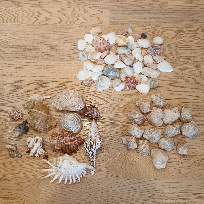 Морские ракушки раковины