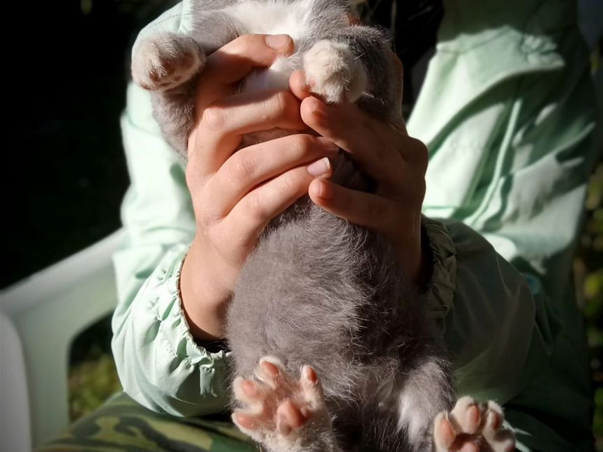 Котята в очень добрые руки