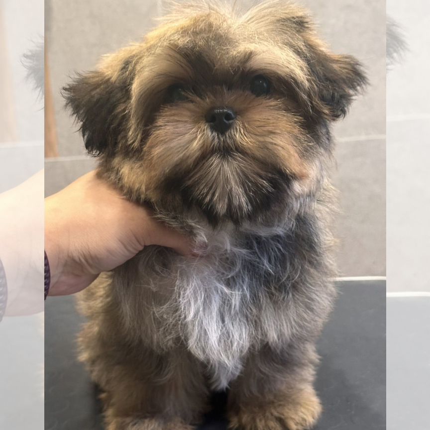 Мальтипу, щенок