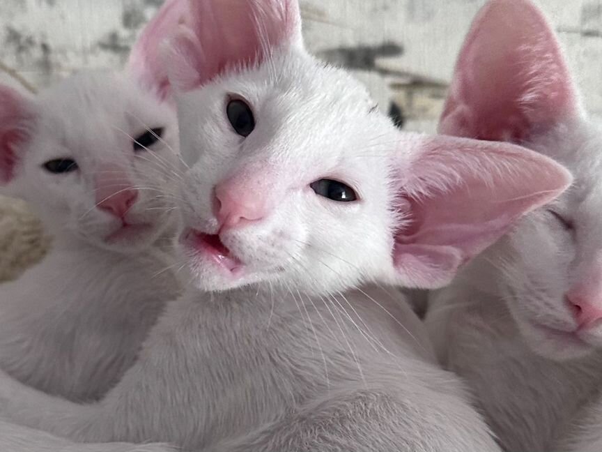 Ориентальный котенок мальчик