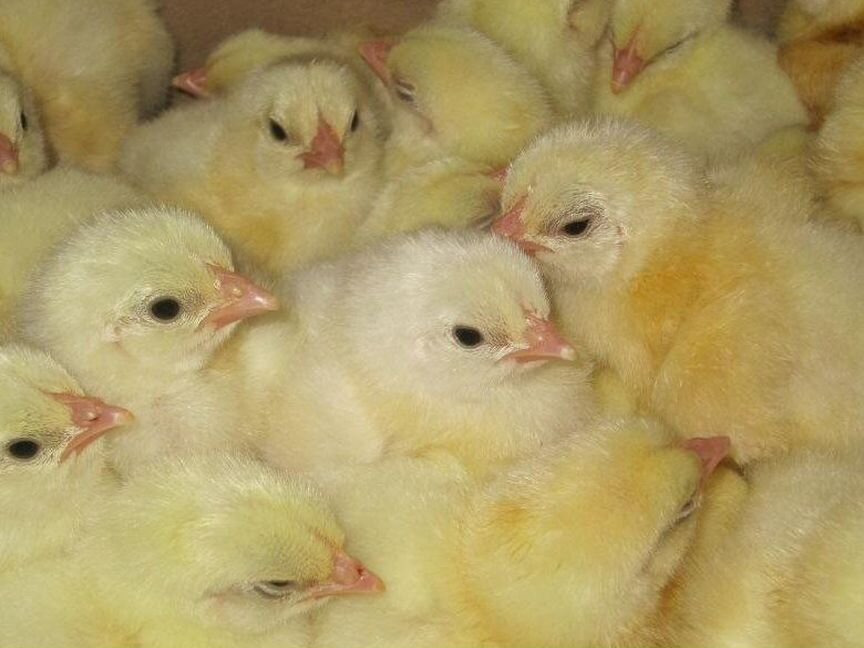 Цыплята броллеры