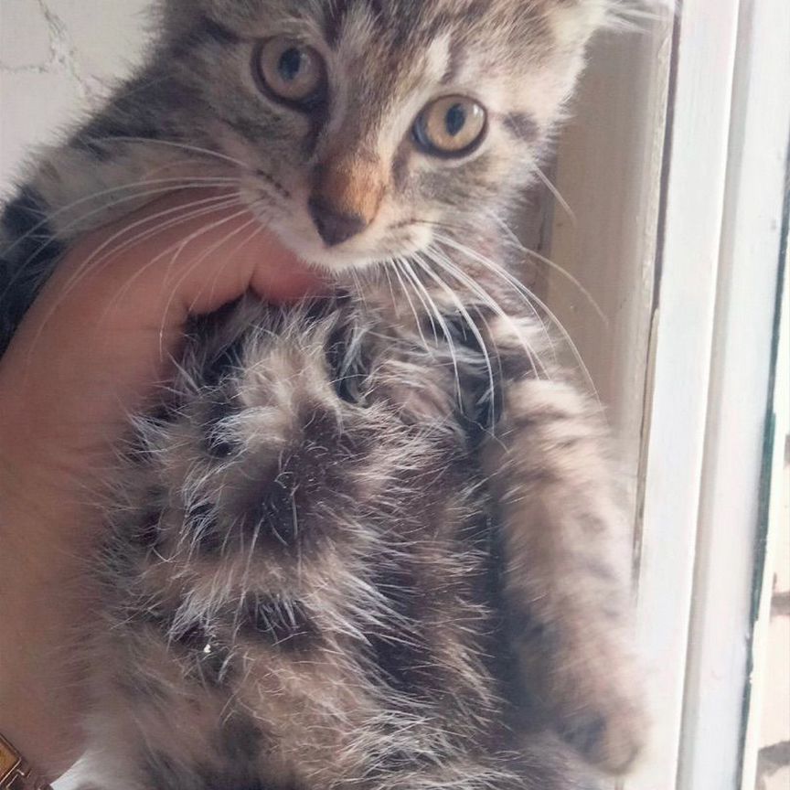 Красивый мраморный котенок ищет дом