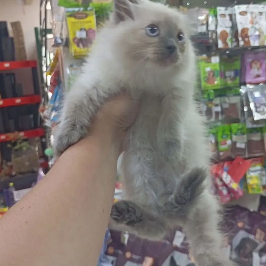 Котёнок в добрые руки