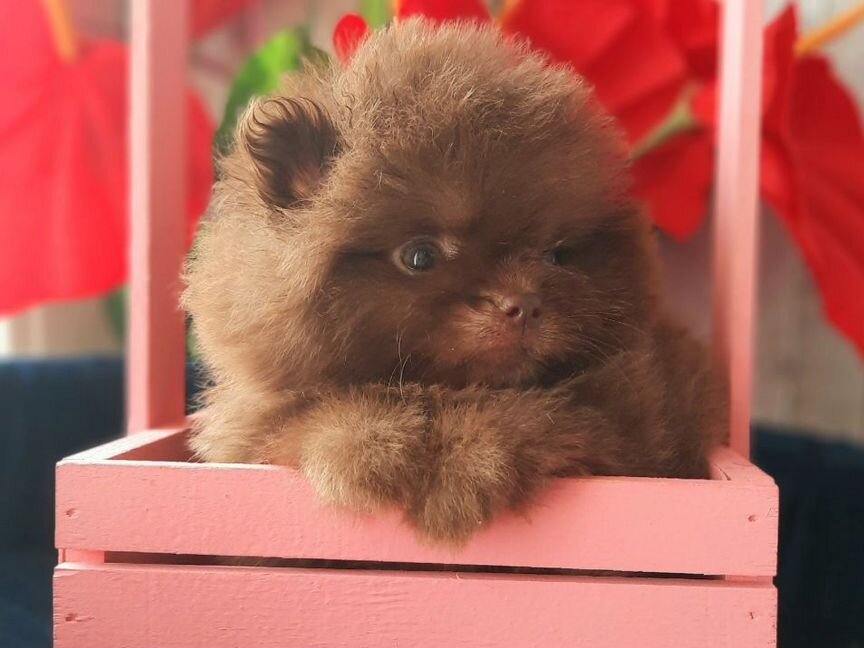 Померанский шпиц