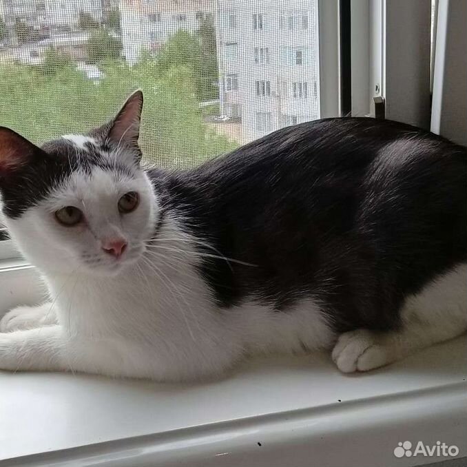Кошка ищет дом находится на передержке