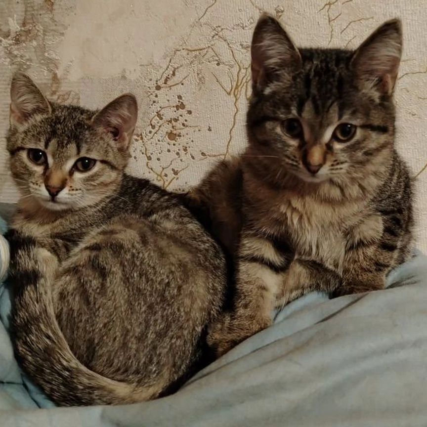 Эльф котёнок