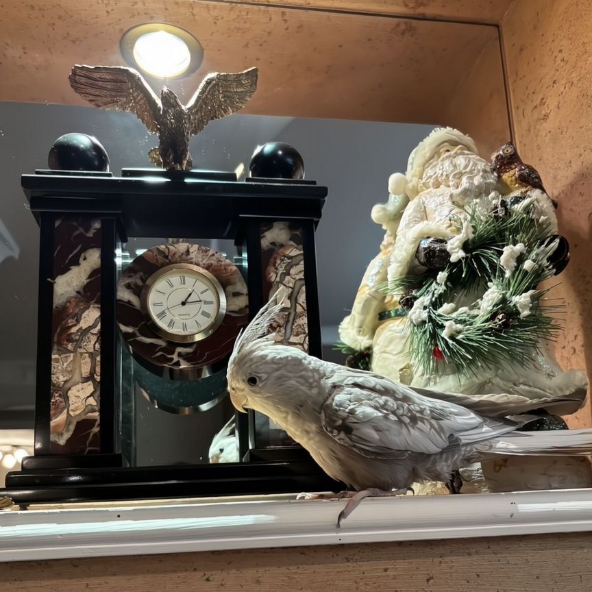 Попугай корелла