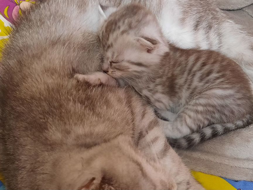 Кошечка