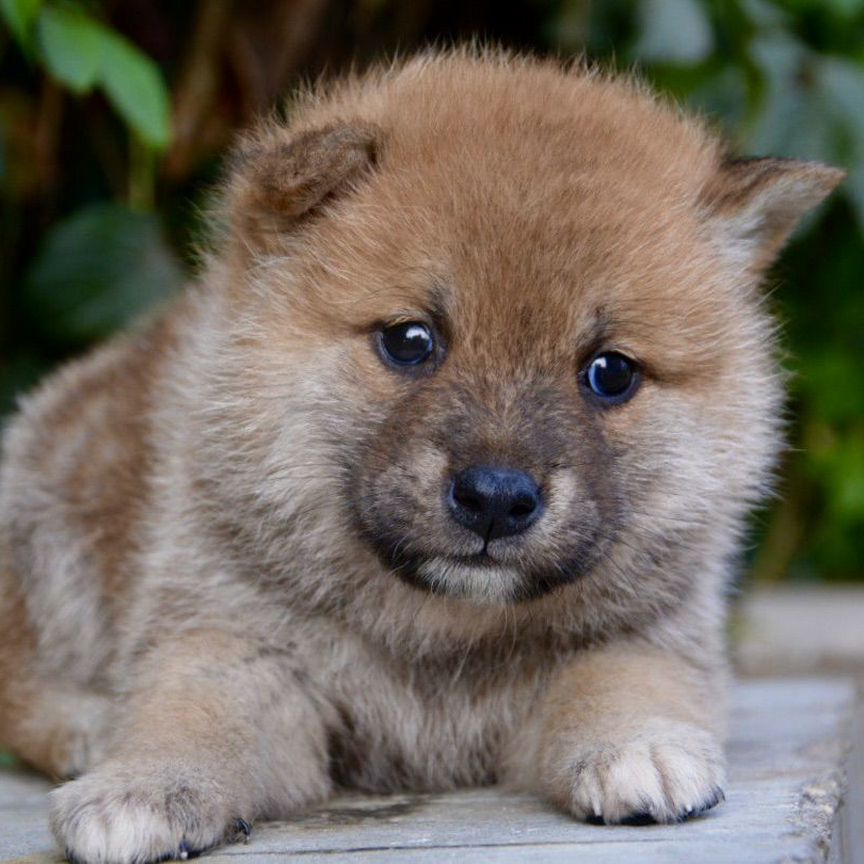 Щенки сиба ину мальчик