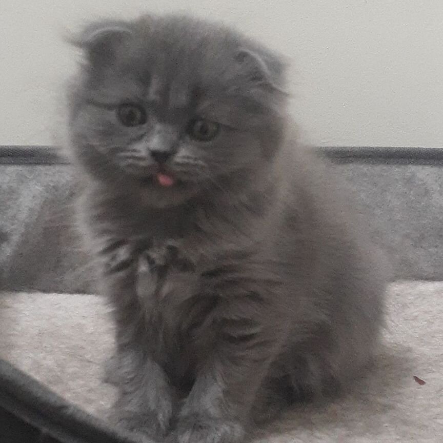 Шотландский вислоухий длинношёрстный котёнок