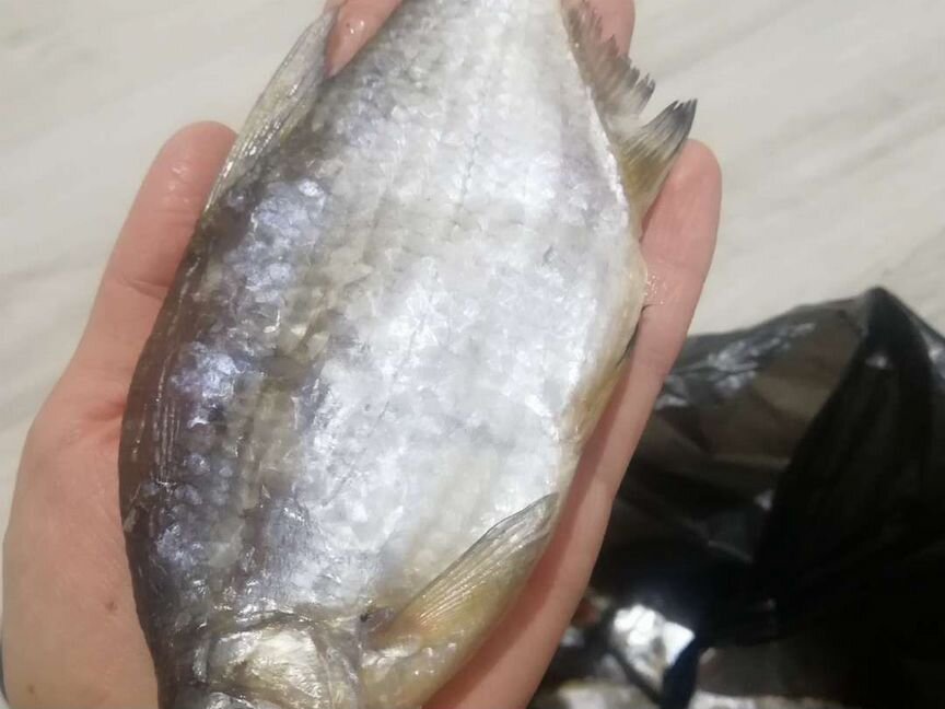 Рыба