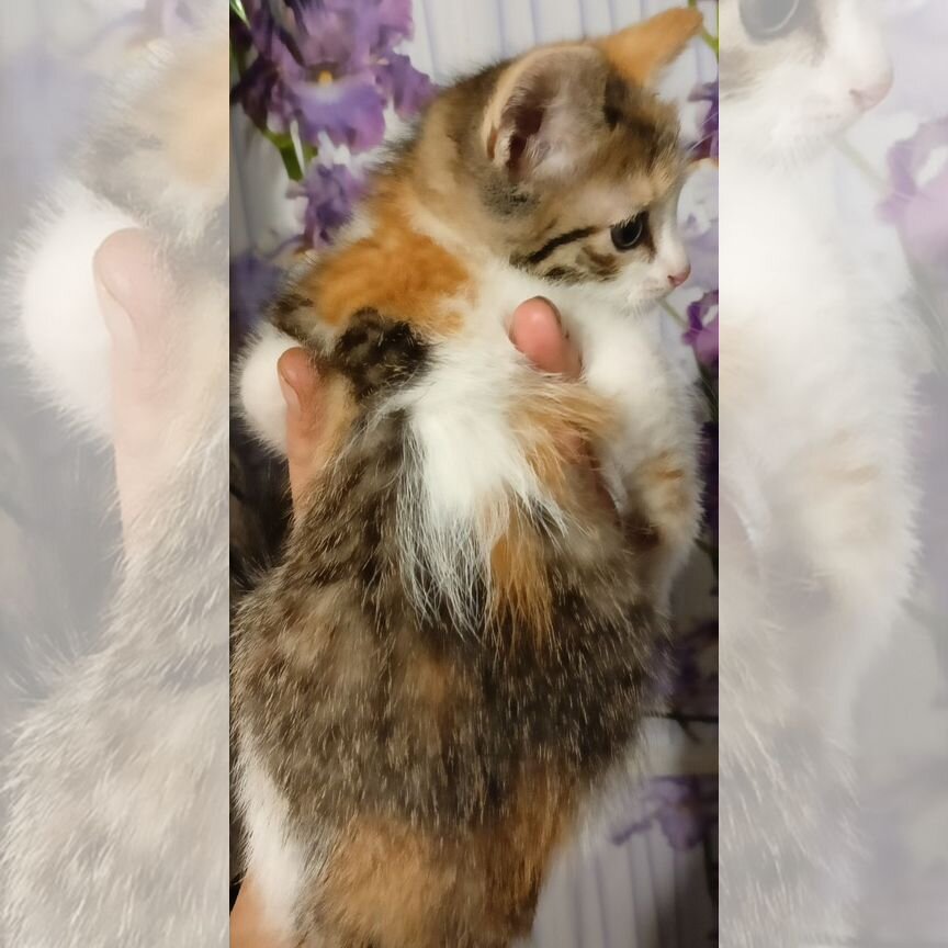 Котёнок в добрые руки