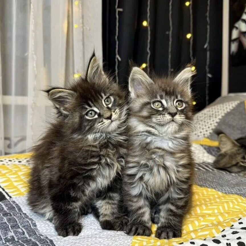 Мейн-кун котёнок