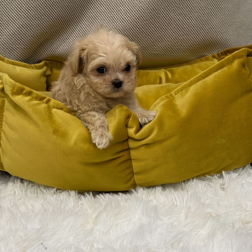 Мальтипу, щенок