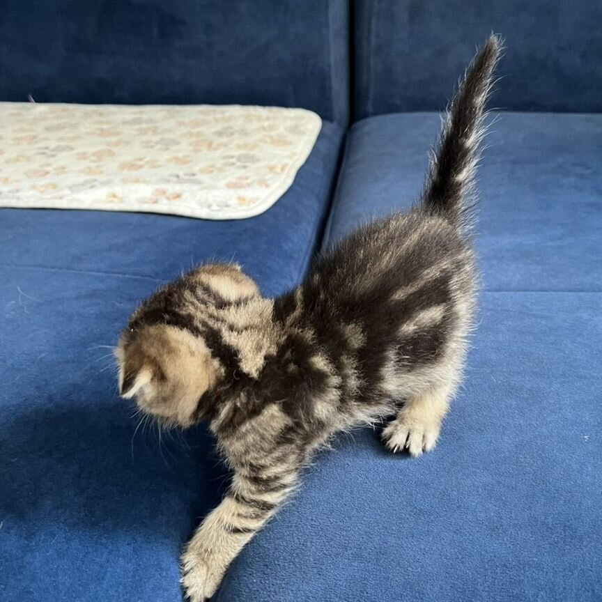 Шотландский вислоухий короткошёрстный котёнок