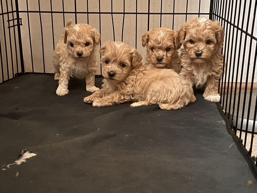 Яркие мальчики мальтипу ф1