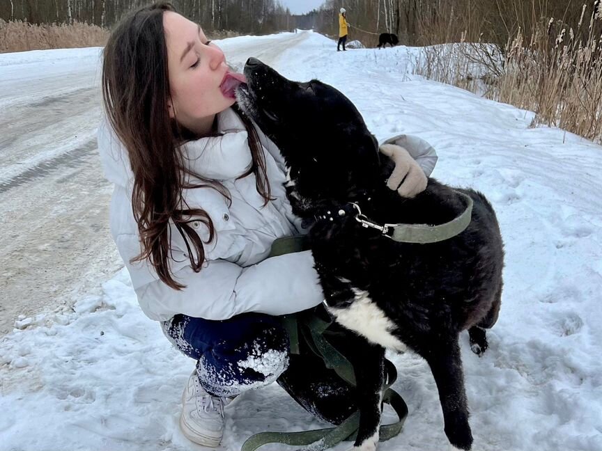 Ласковый семейный пёс Дыма