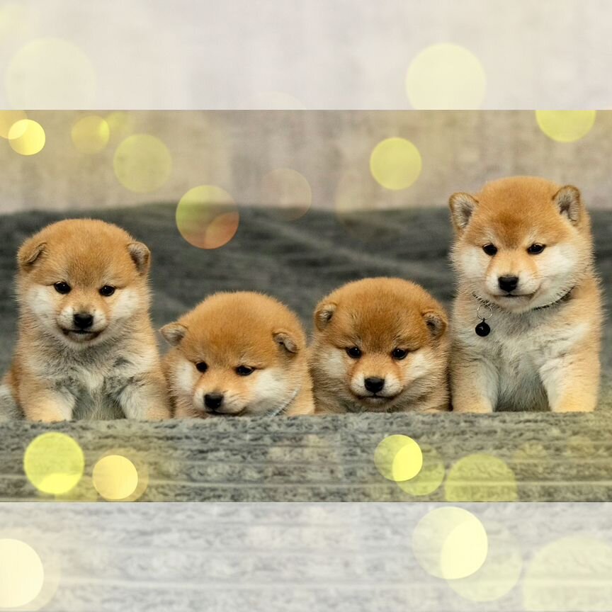 Сиба-ину, щенок