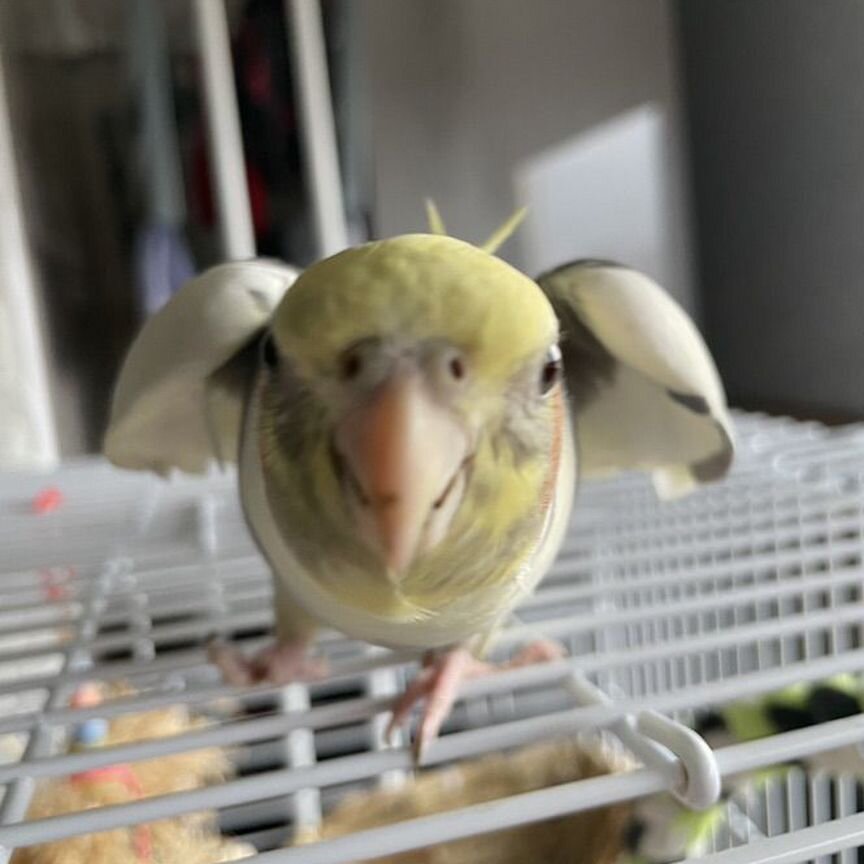 Попугаи коррела 2, прирученые