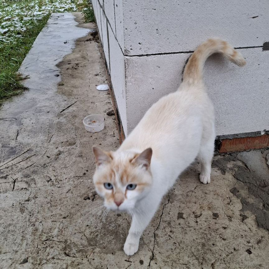 Взрослая кошка в добрые руки