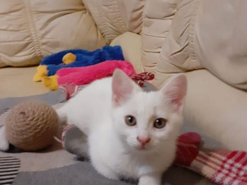 Кошка турецкая ангора