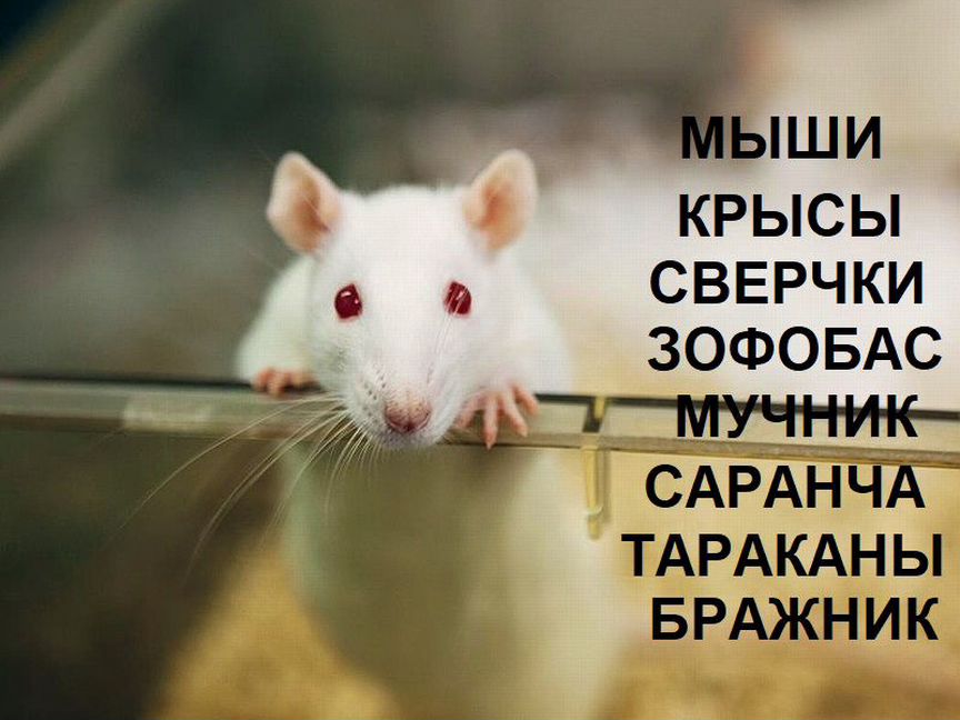 Кормовые насекомые,мыши и крысы