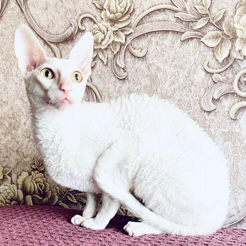 Корниш-рекс, взрослая кошка