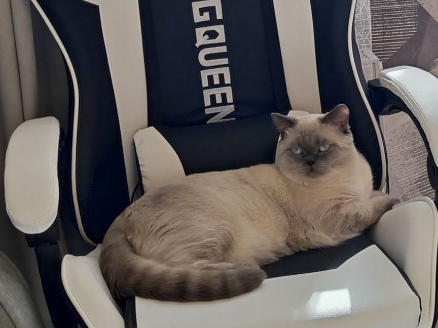 Шотландский кот отдам