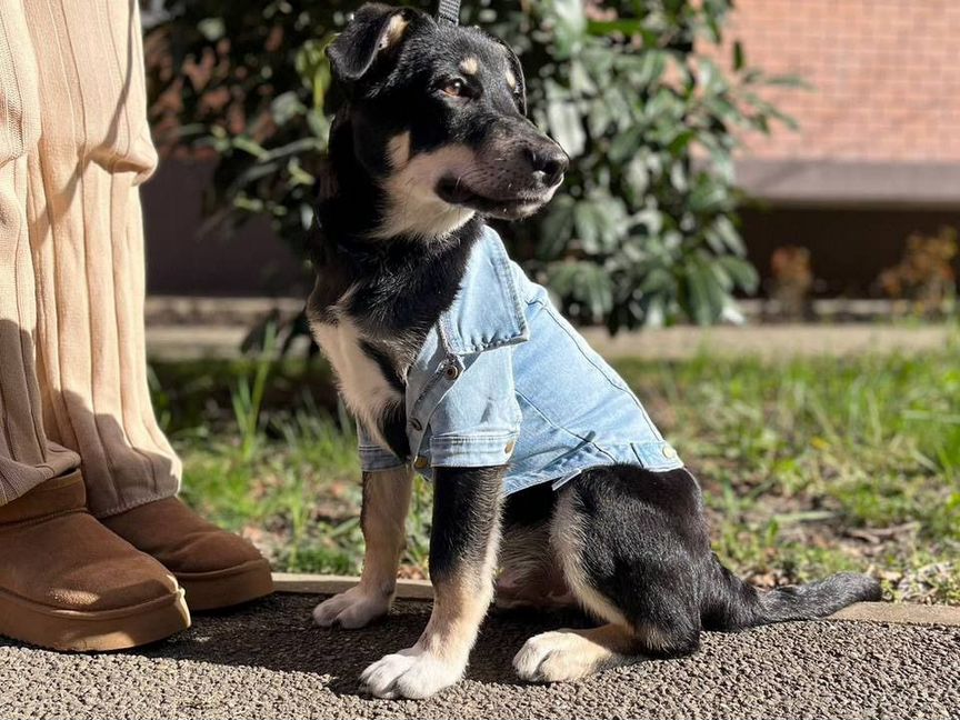 Собака в добрые руки