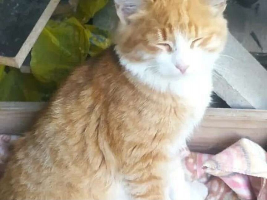 Котик в добрые руки