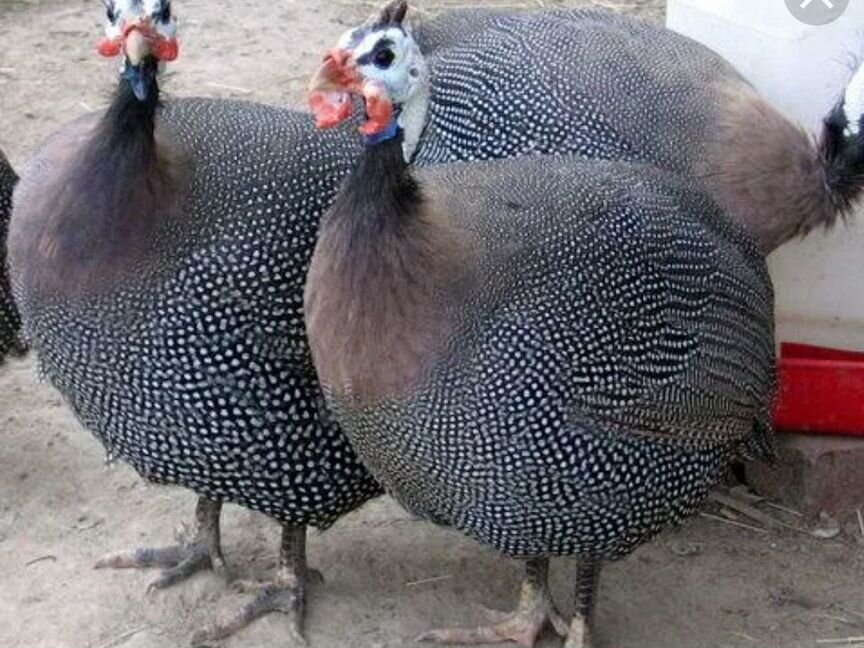 Продаю 30 цесарок