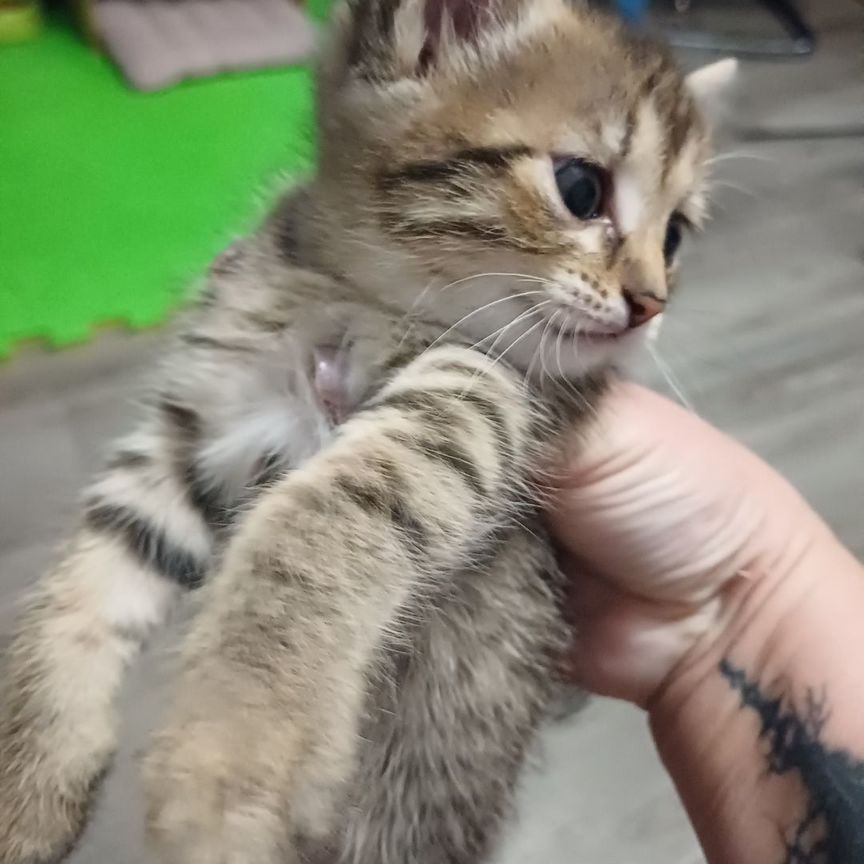 Котёнок в добрые руки