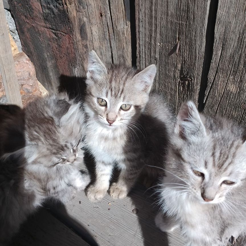 Котята в добрые руки