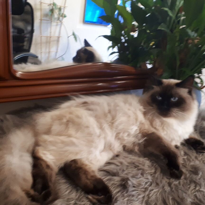 Кот вязка