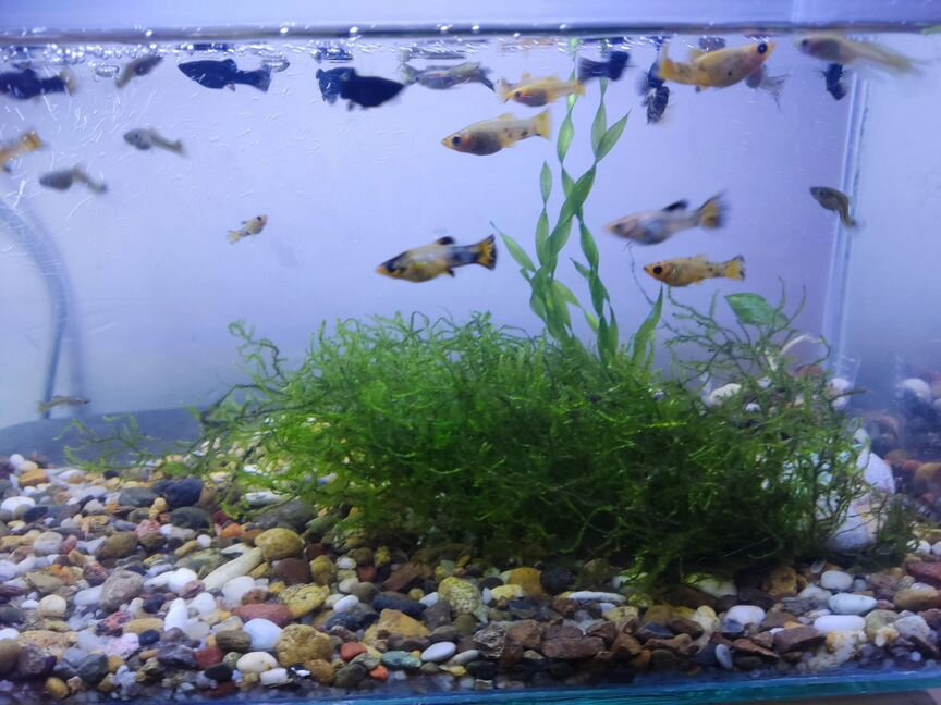 Аквариум с рыбками