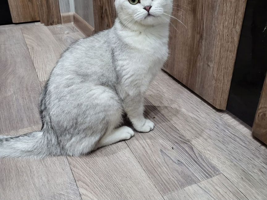 Кошка британская шиншилла