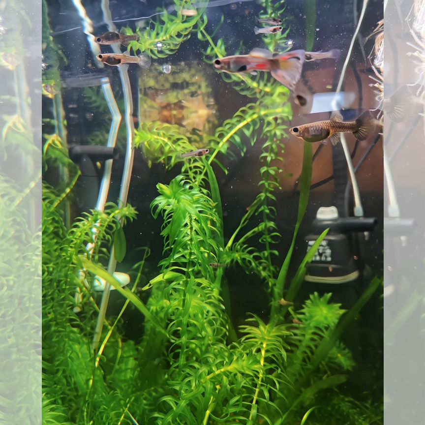 Элодея аквариумная