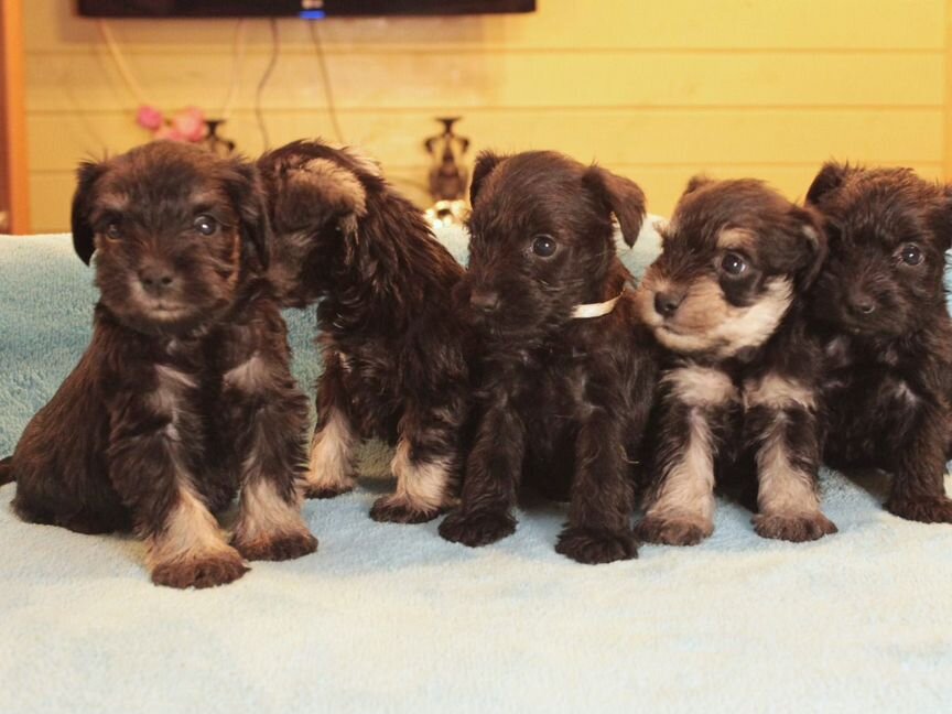 Щенки цвергшнауцера