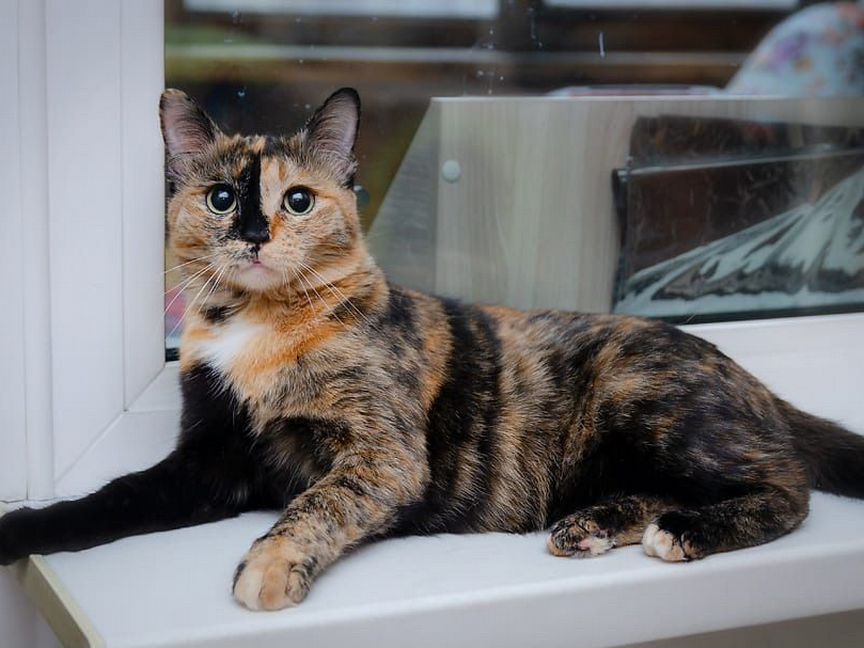 Кошка Санта в добрые руки