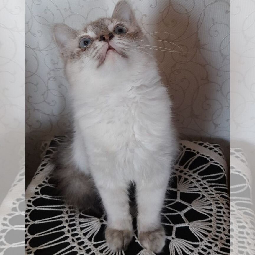 Кошечка 5 мес