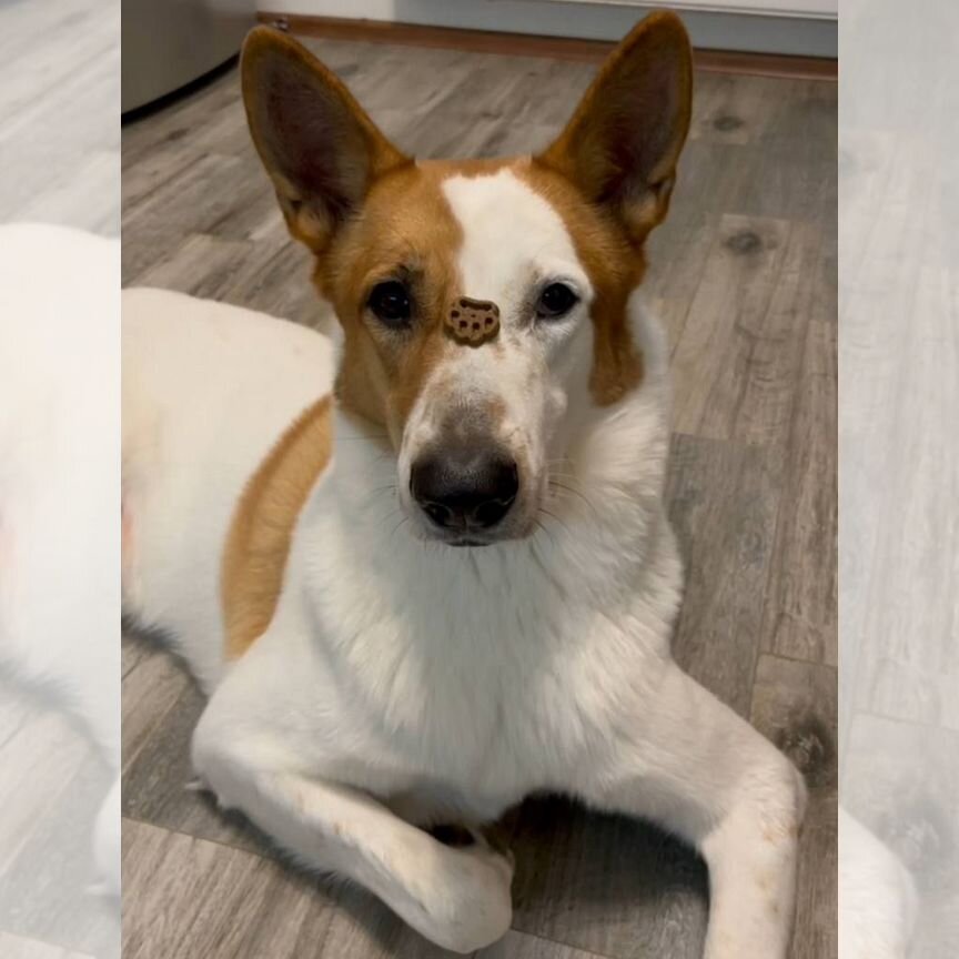 Взрослый пёс в добрые руки