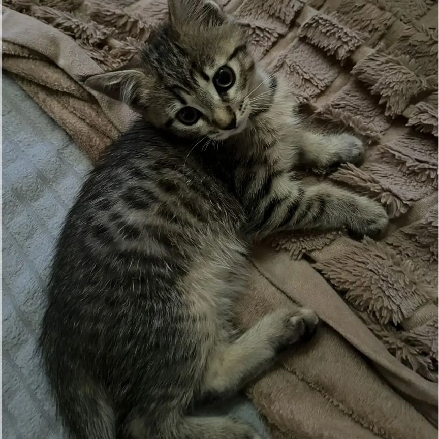 Мейн-кун котёнок