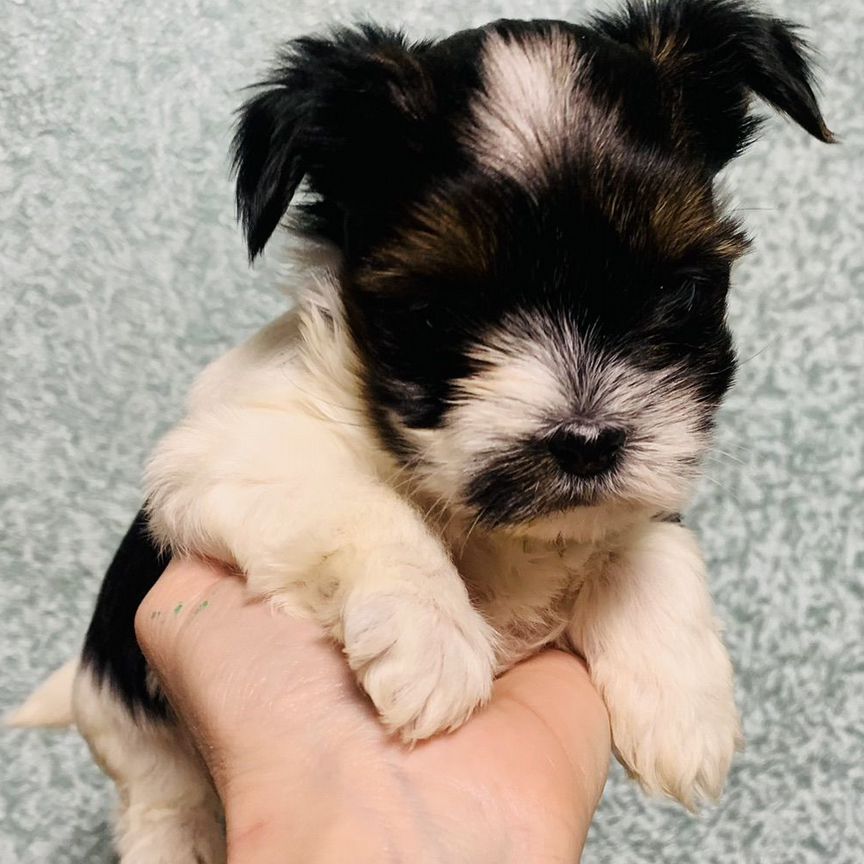 Щенки бивер йоркширский терьер