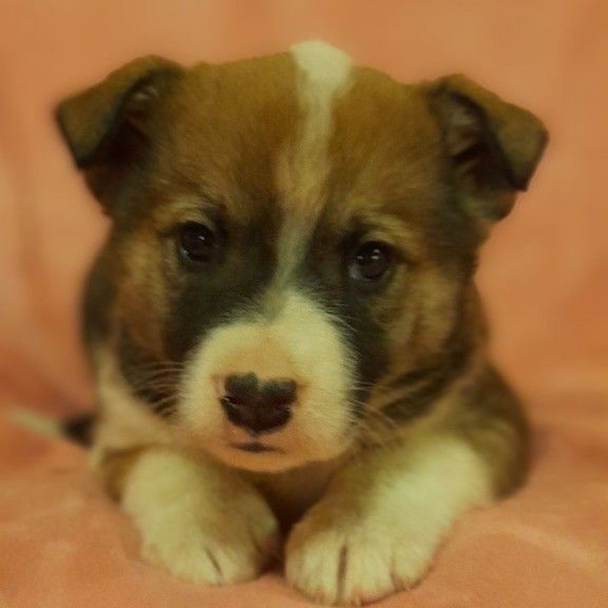 Пушистые щенки в добрые руки