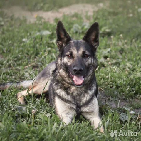 Герда ищет дом