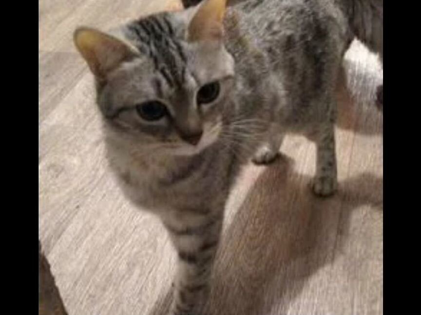 Отдам кошку потешную, добрую, милую девочку