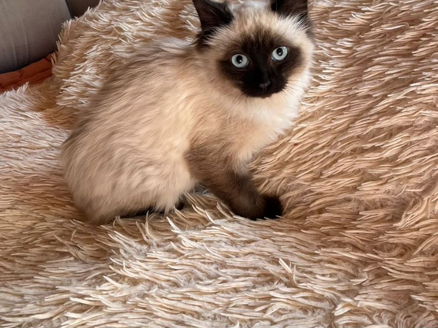 Отдам бесплатно