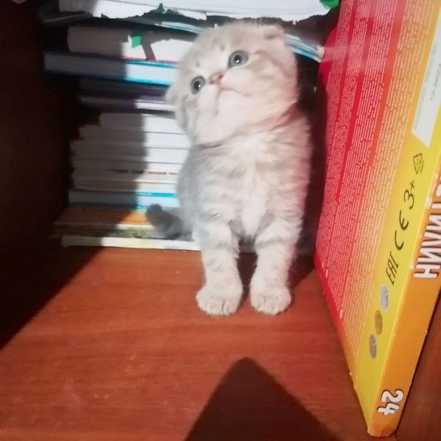 Шиншиллята