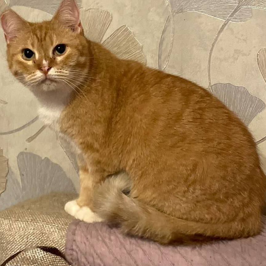 Взрослая кошка от частного владельца