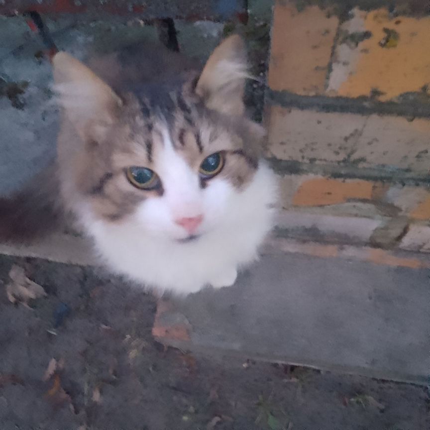 Кошка